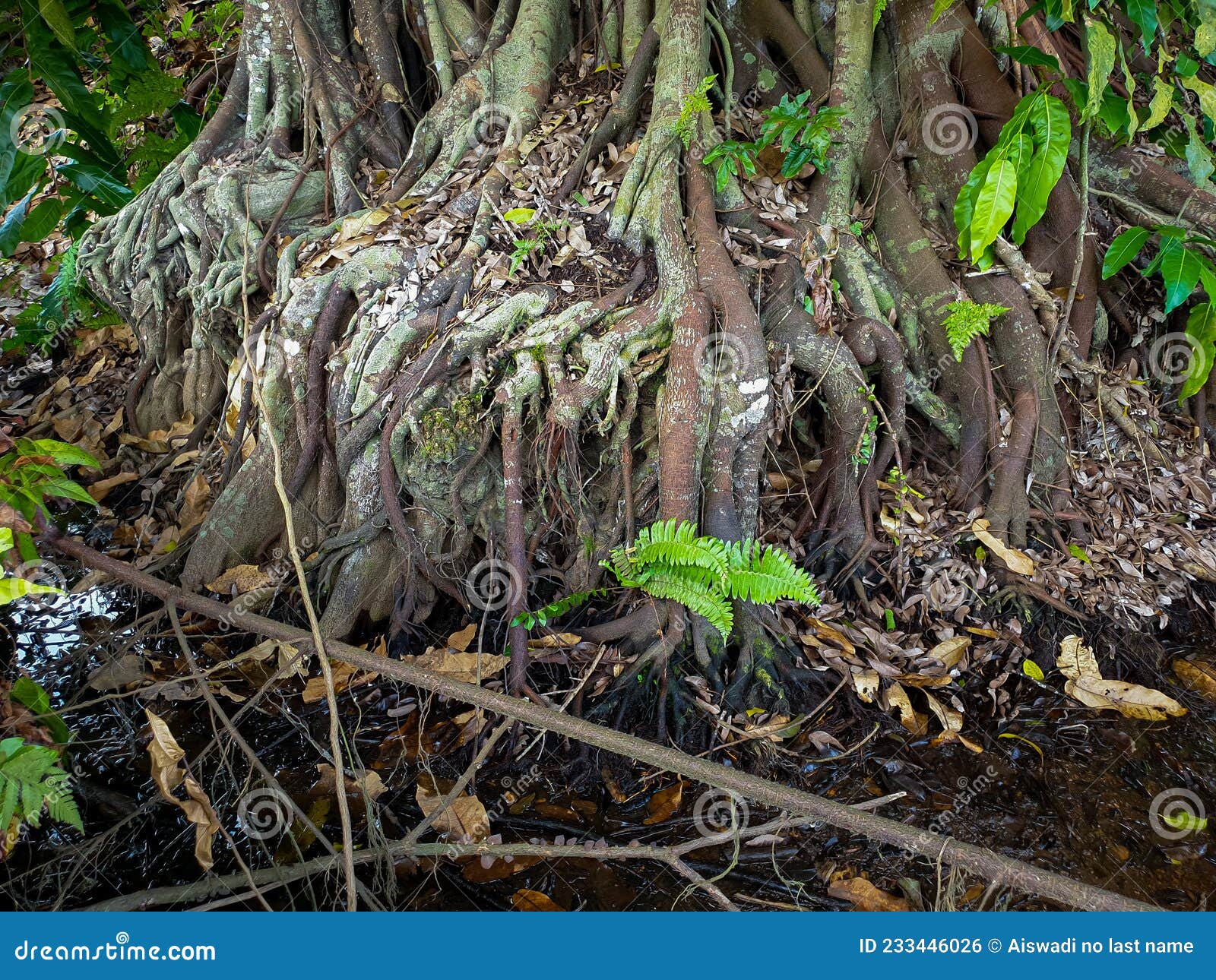 Old big parrot tree stock photo. Image of trunk, nature - 233446026