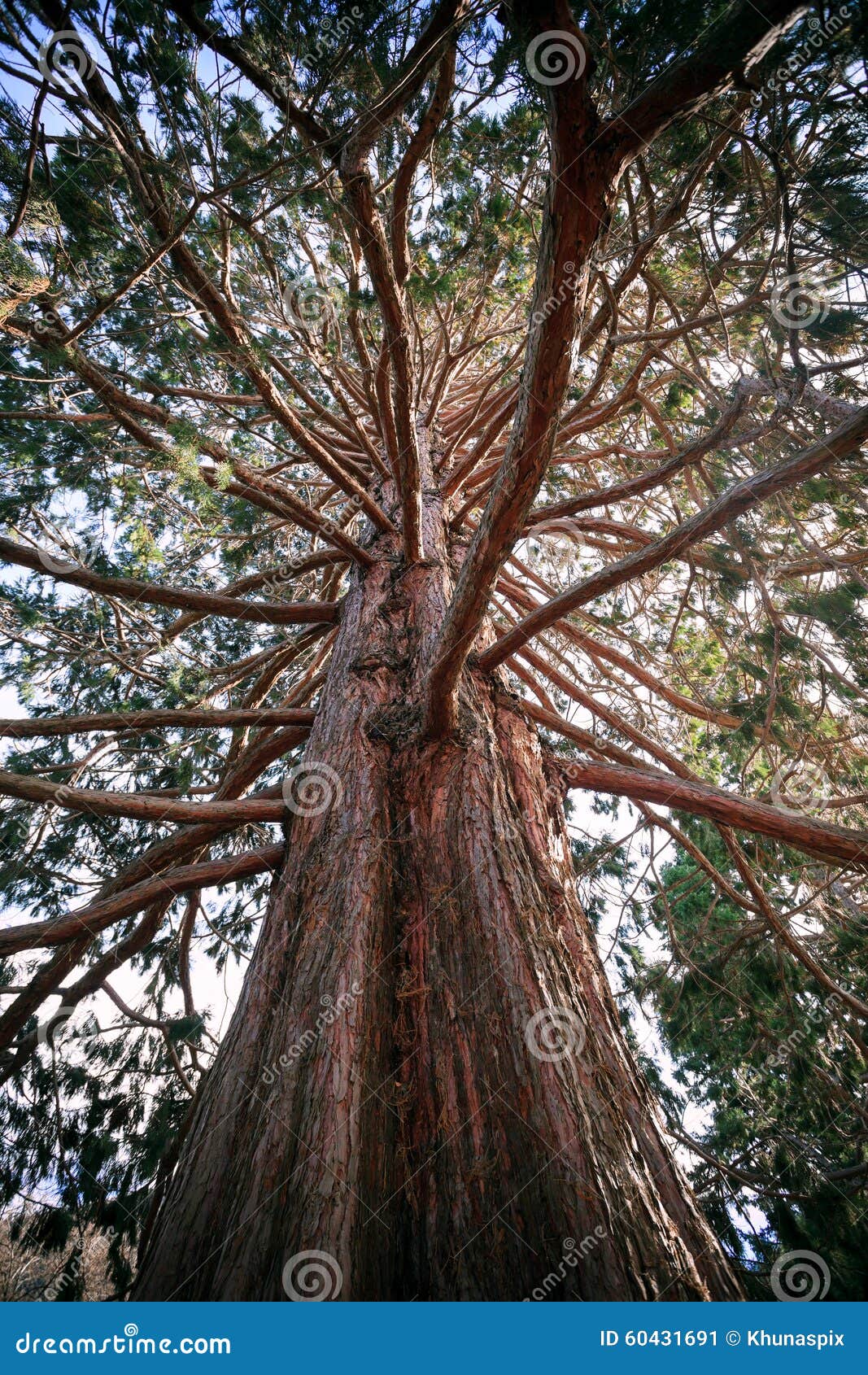 Old big pine wood in wild stock image. Image of pine - 60431691