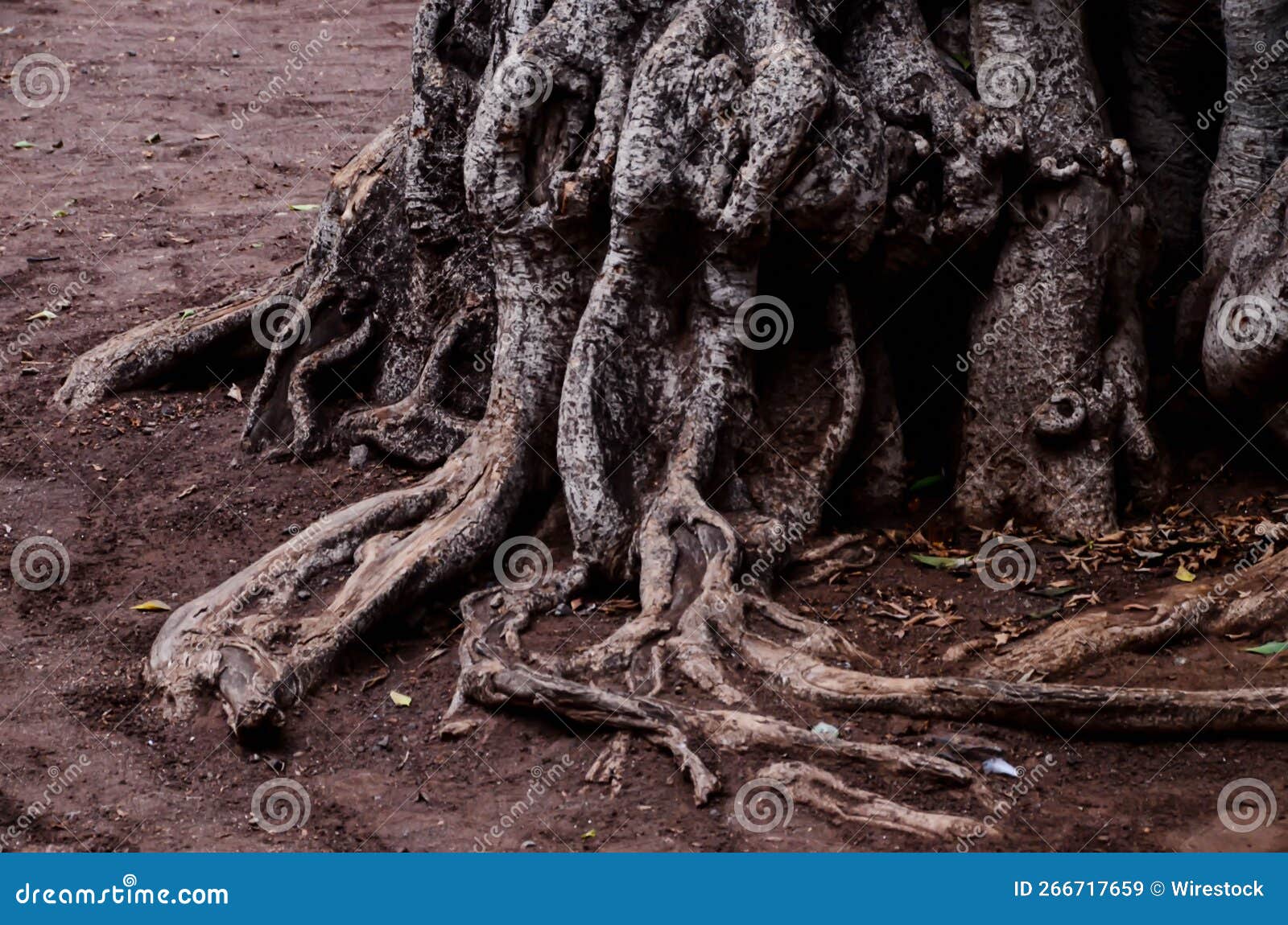 Old and Big Root of the Tree in the Ground Stock Image - Image of soil ...