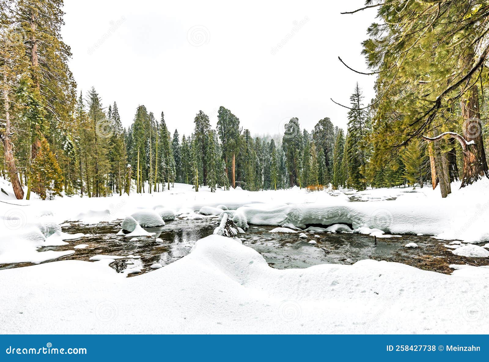 Old Big Scenic Sequoia Trees in Winter Stock Photo - Image of lake ...