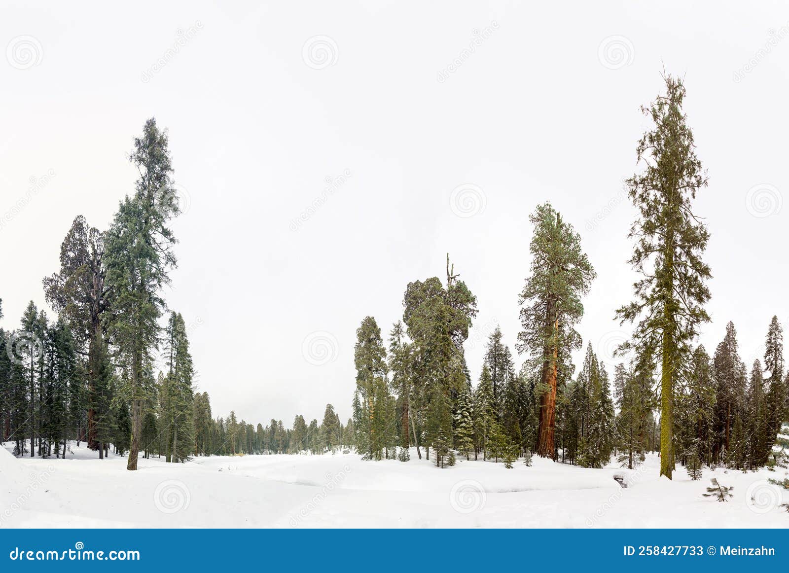 Old Big Scenic Sequoia Trees in Winter Stock Image - Image of frost ...