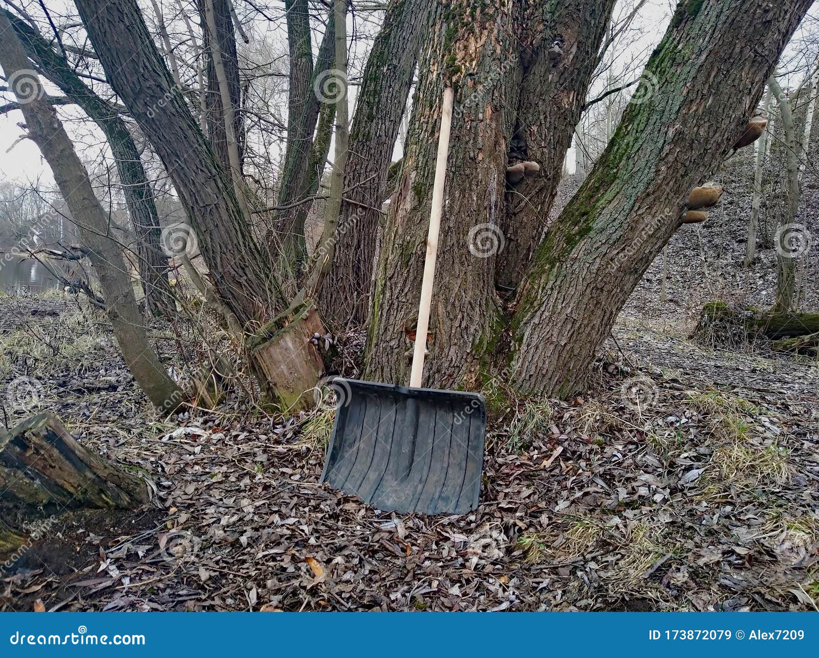 Old Big Shovel in a Forest Near a Tree Stock Image - Image of green ...