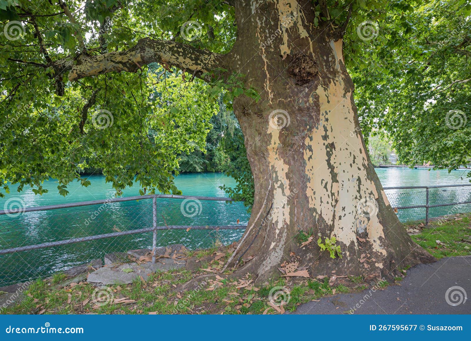 Old Big Sycamore Tree at Aare Riverside Stock Image - Image of green ...