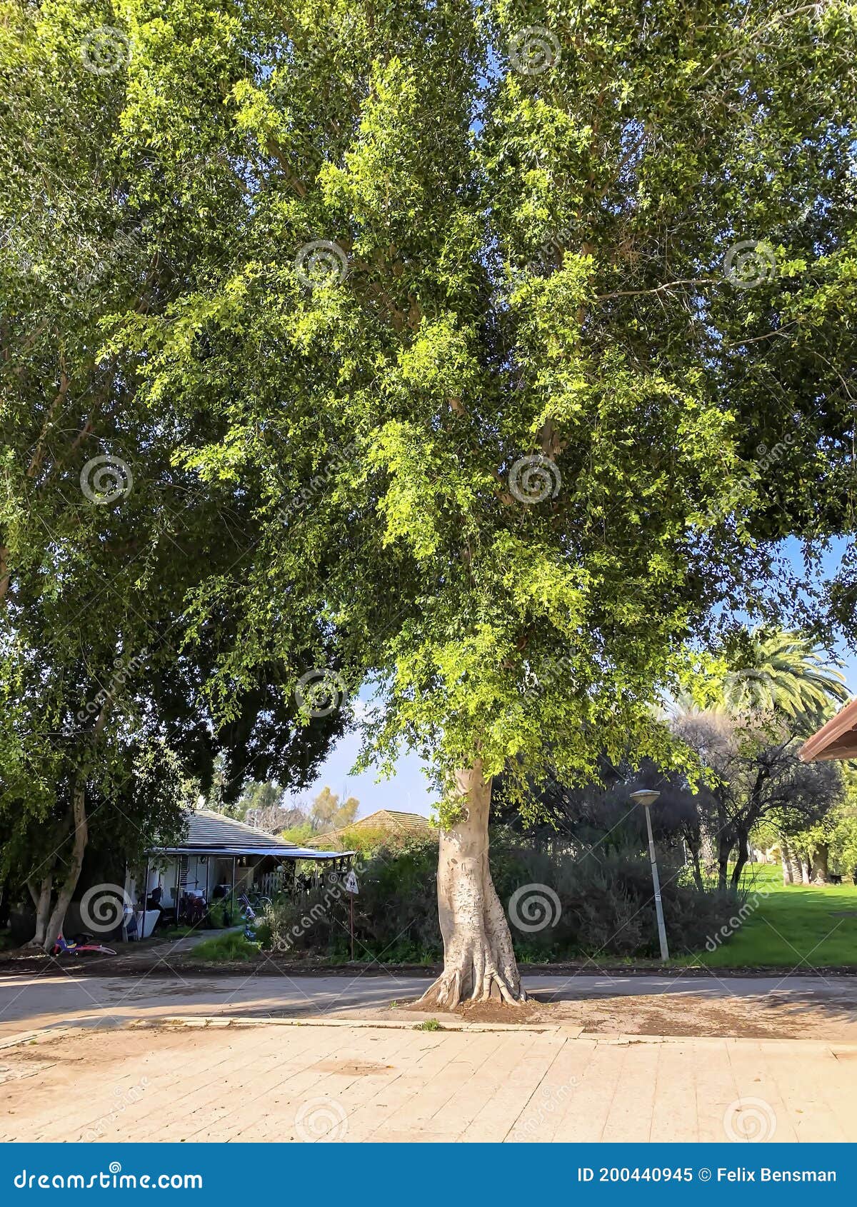 Big sycamore tree. stock image. Image of david, outdoors - 200440945