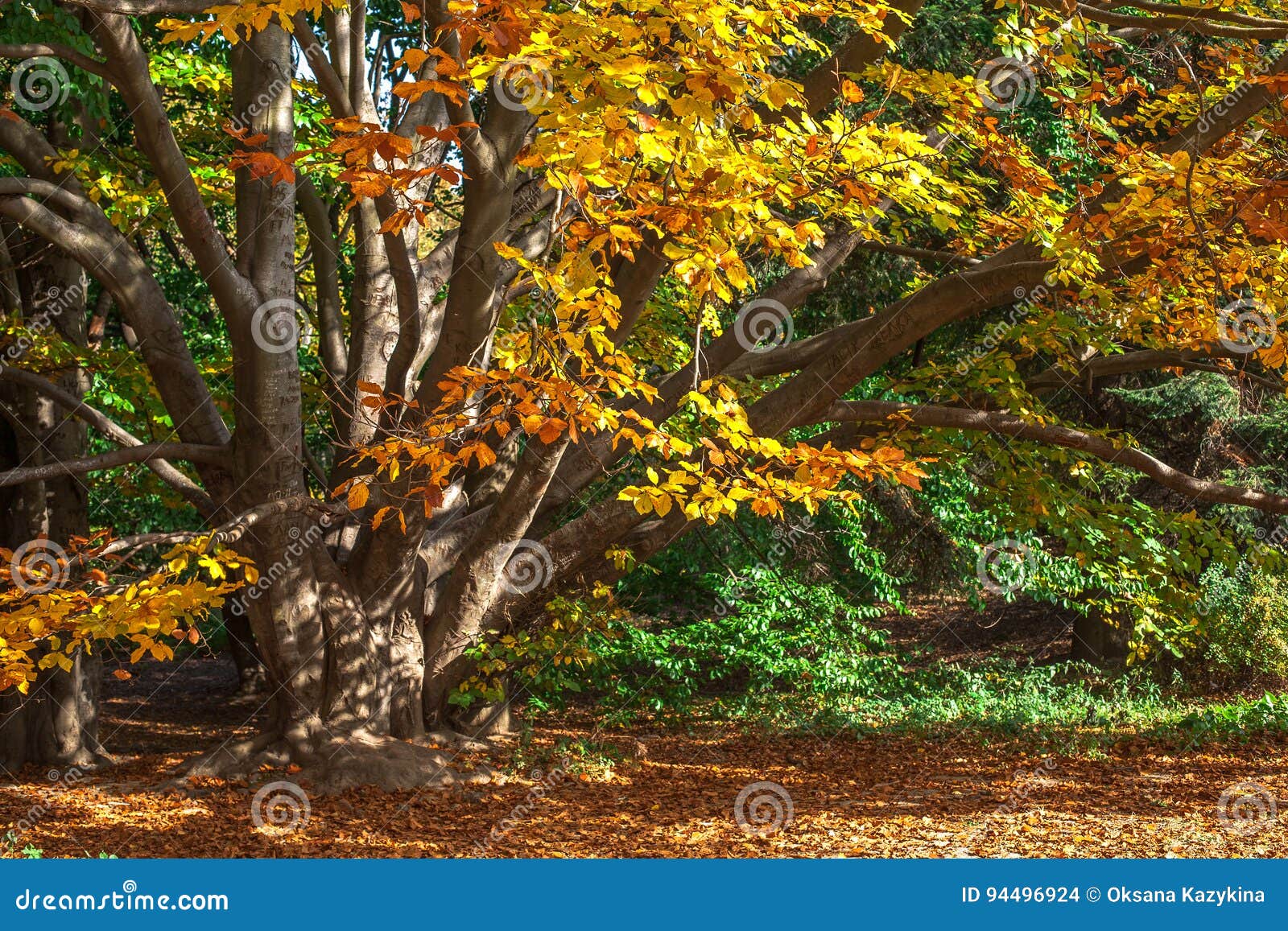 Old Big Tree in the Autumn Forest Stock Photo - Image of autumn, forest ...