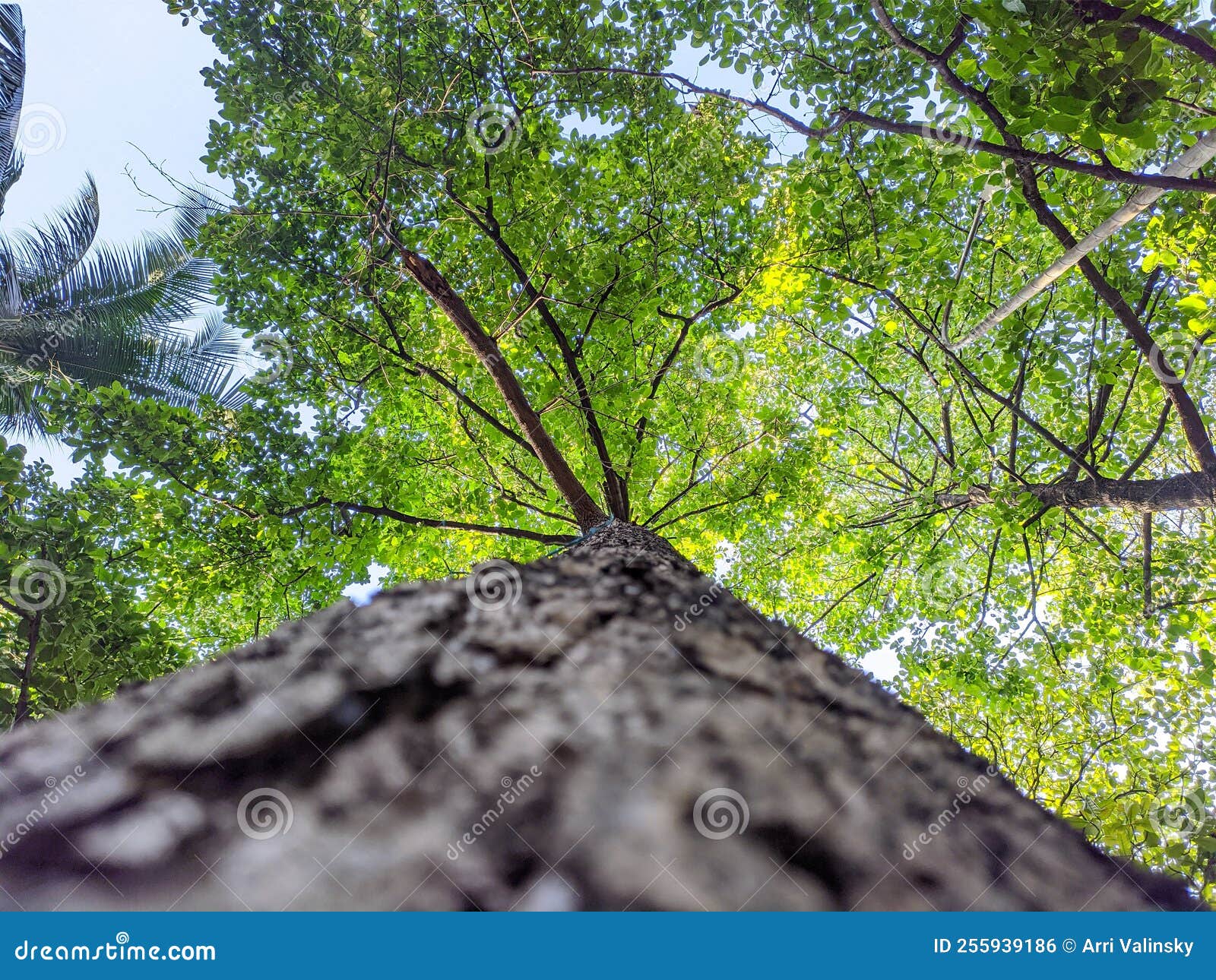 Old and big tree bark stock photo. Image of autumn, plant - 255939186
