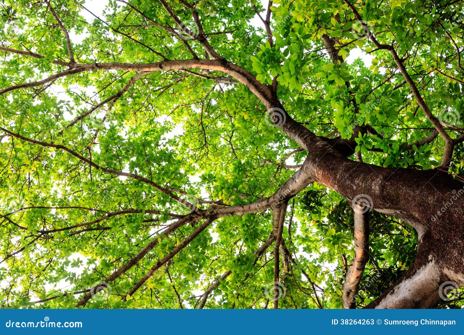 Old big tree stock image. Image of beauty, natural, landscape - 38264263