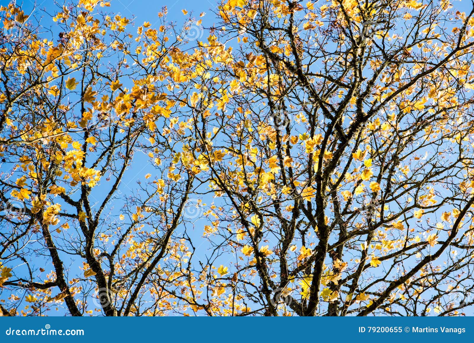 Old Big Tree on Color Background with Blue Sky Stock Image - Image of ...