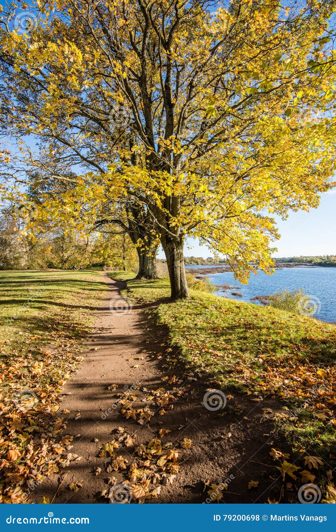 Old Big Tree on Color Background with Blue Sky Stock Photo - Image of ...