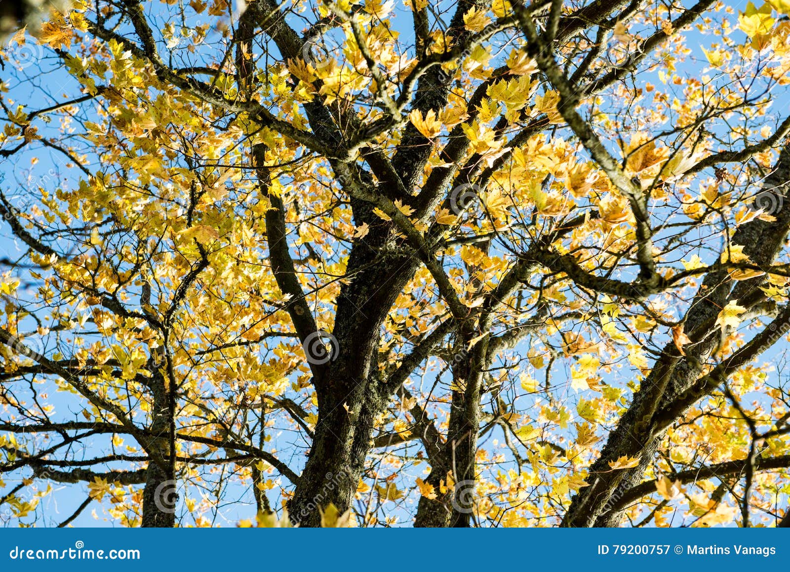 Old Big Tree on Color Background with Blue Sky Stock Image - Image of ...