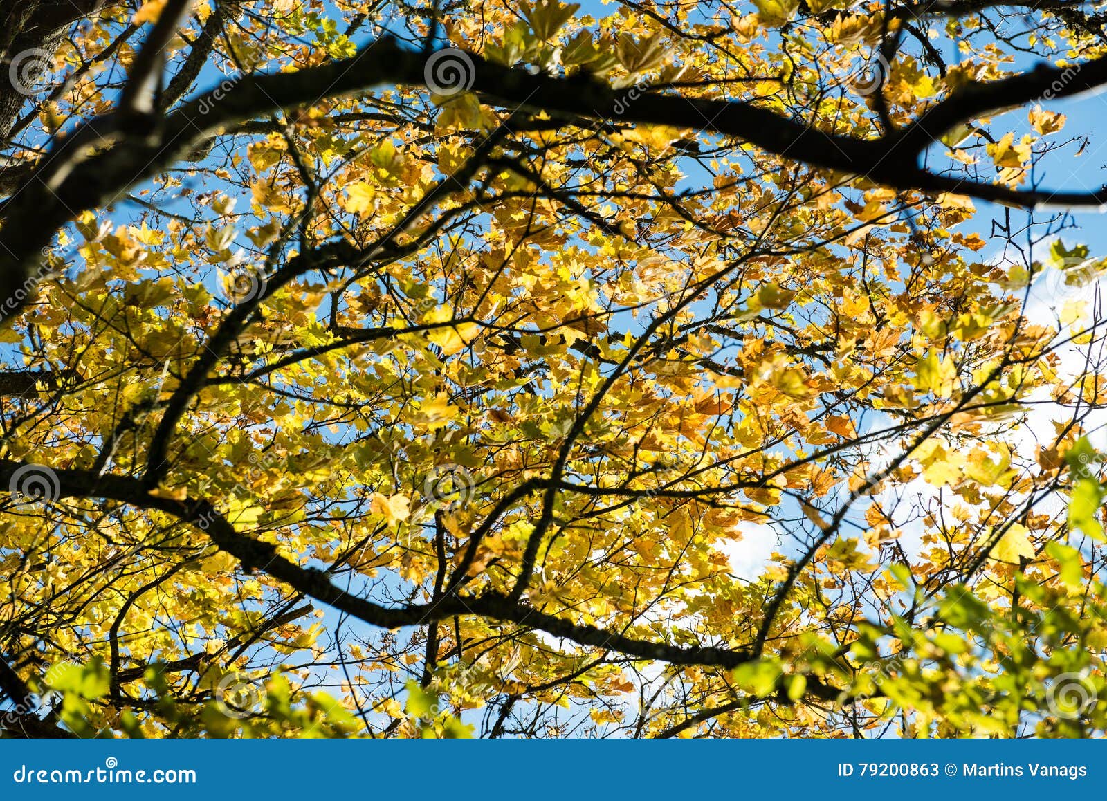 Old Big Tree on Color Background with Blue Sky Stock Image - Image of ...