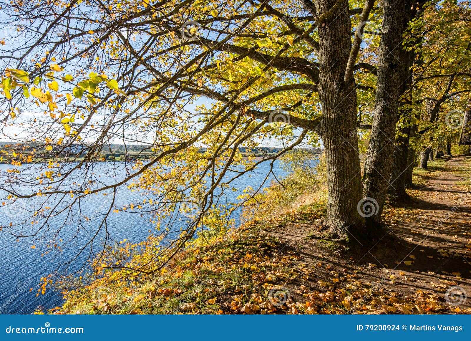 Old Big Tree on Color Background with Blue Sky Stock Photo - Image of ...