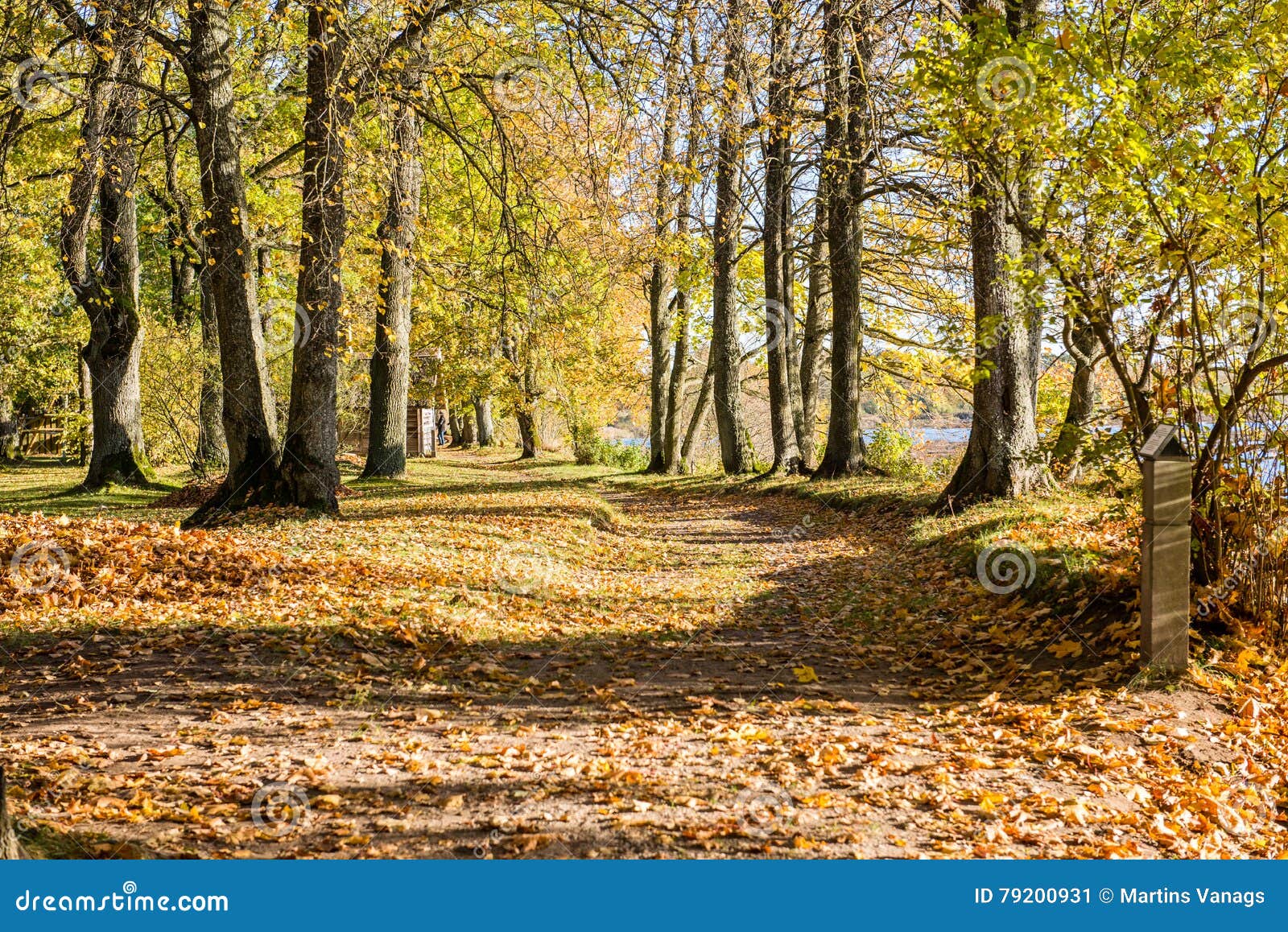 Old Big Tree on Color Background with Blue Sky Stock Image - Image of ...