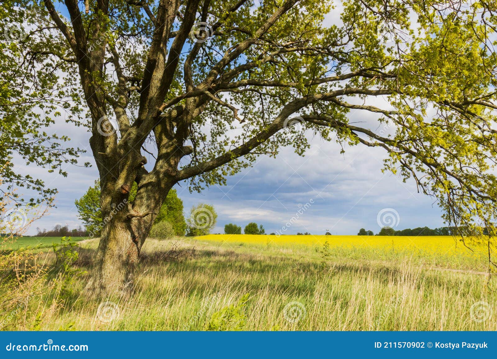 Old Big Tree at the Edge of the Field Stock Photo - Image of oilseed ...