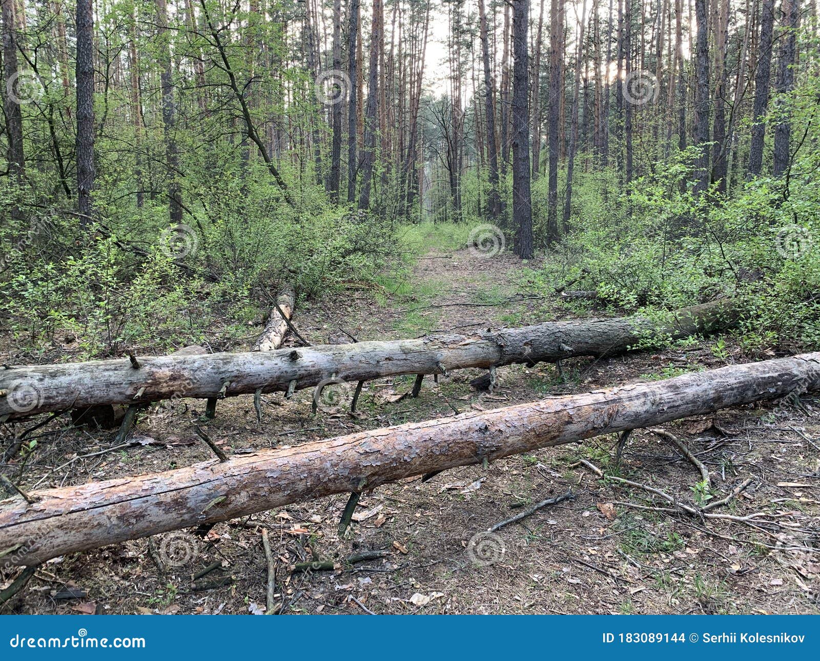 An Old Big Tree Fell in the Forest. the Trunk of the Tree Broke in Half ...