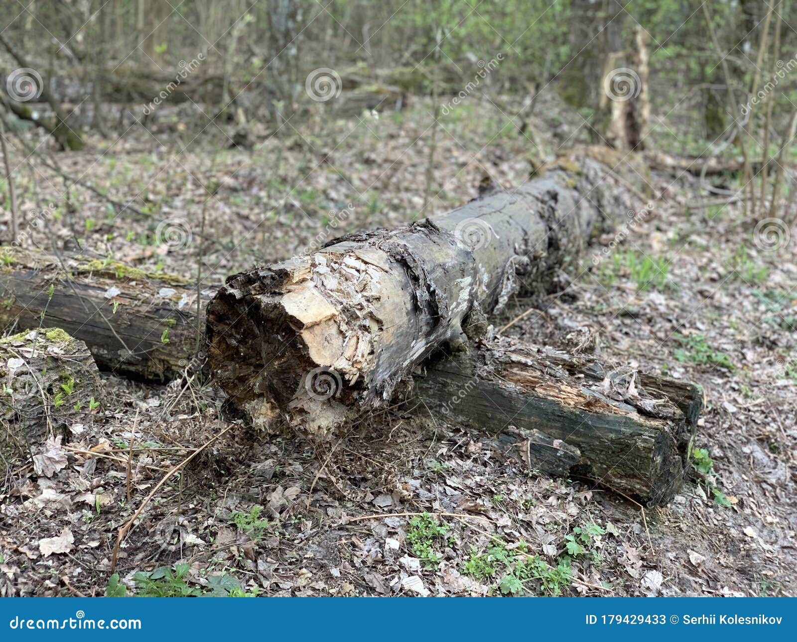 An Old Big Tree Fell in the Forest. Two Parts of a Broken Tree Stock ...