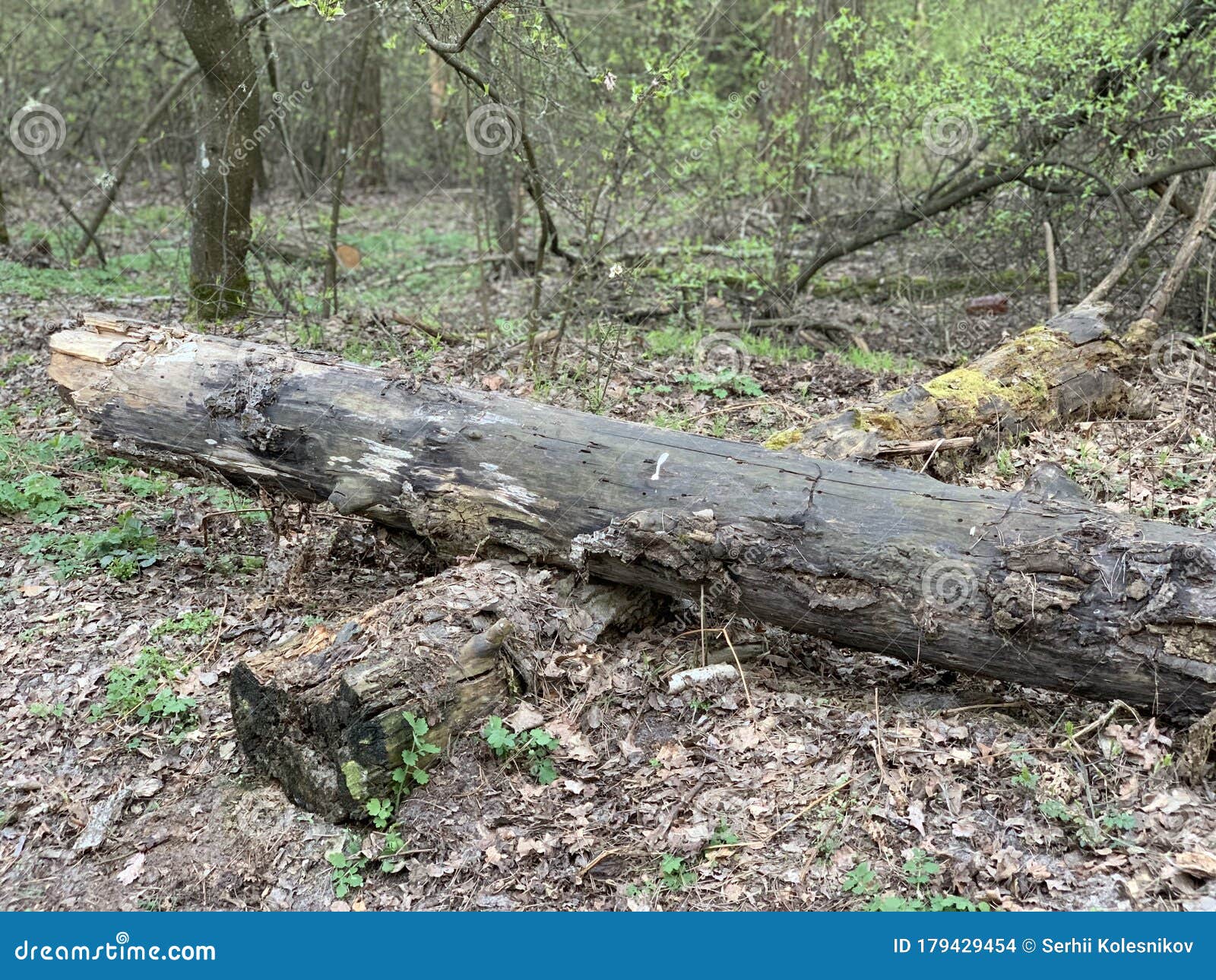 An Old Big Tree Fell in the Forest. Two Parts of a Broken Tree Stock ...