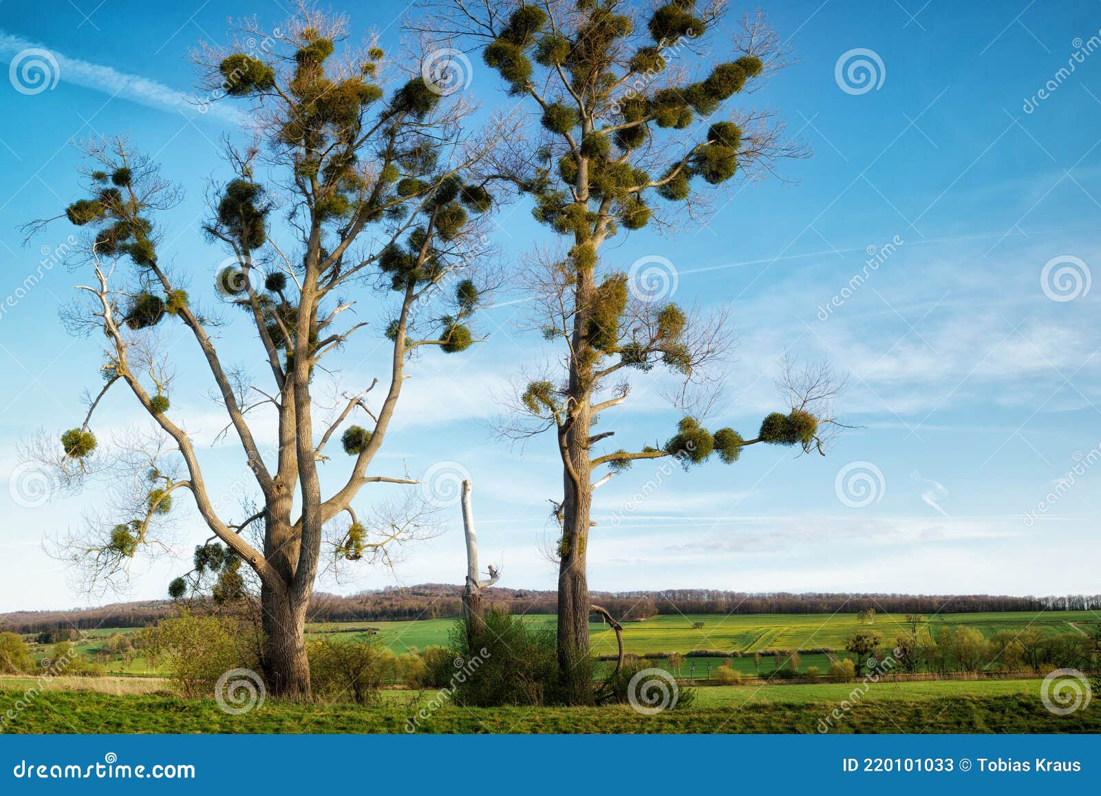 An Old Big Tree in the Field at Sunset Stock Image - Image of root ...