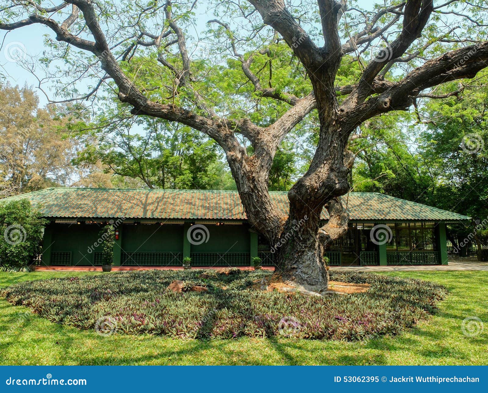 Old Big Tree in Front of the Cabin Stock Image - Image of natural, leaf ...