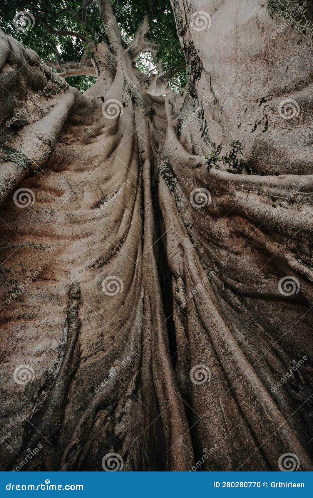 Old Big Tree in Jungle Tropical Rainforest. Stock Photo - Image of ...