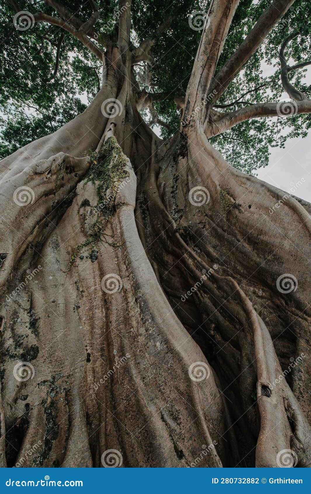 Old Big Tree in Jungle Tropical Rainforest. Stock Photo - Image of ...