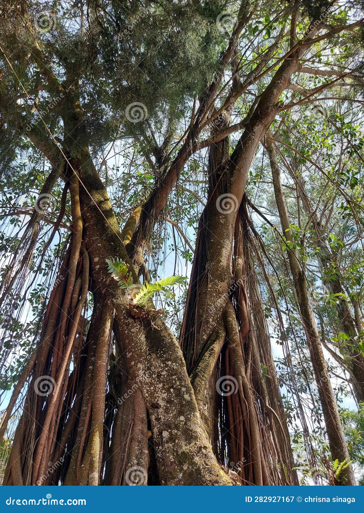 An Old and Big Tree with Many Roots Stock Image - Image of tree, roots ...