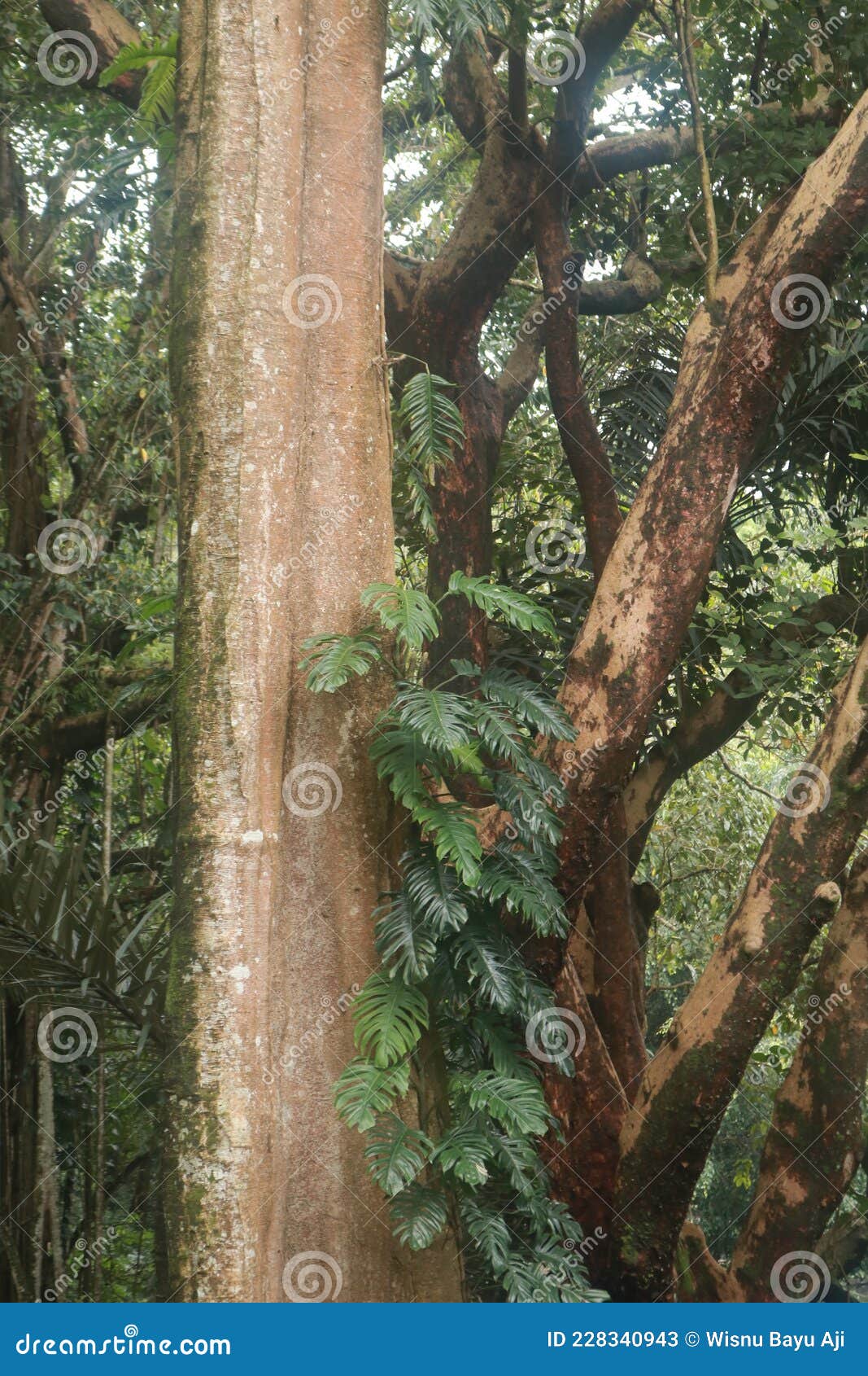 Old Big Tree with Monsterra Plant Stock Image - Image of monsterra ...