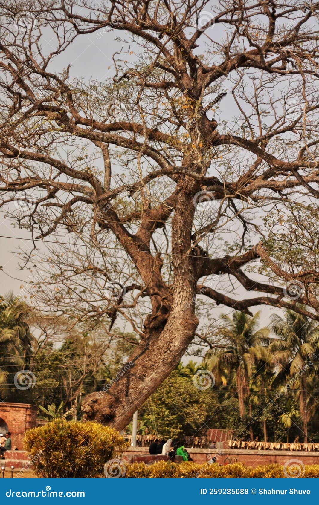Old Big Tree Outdoor Landscape Stock Photo - Image of outdoor, twig ...
