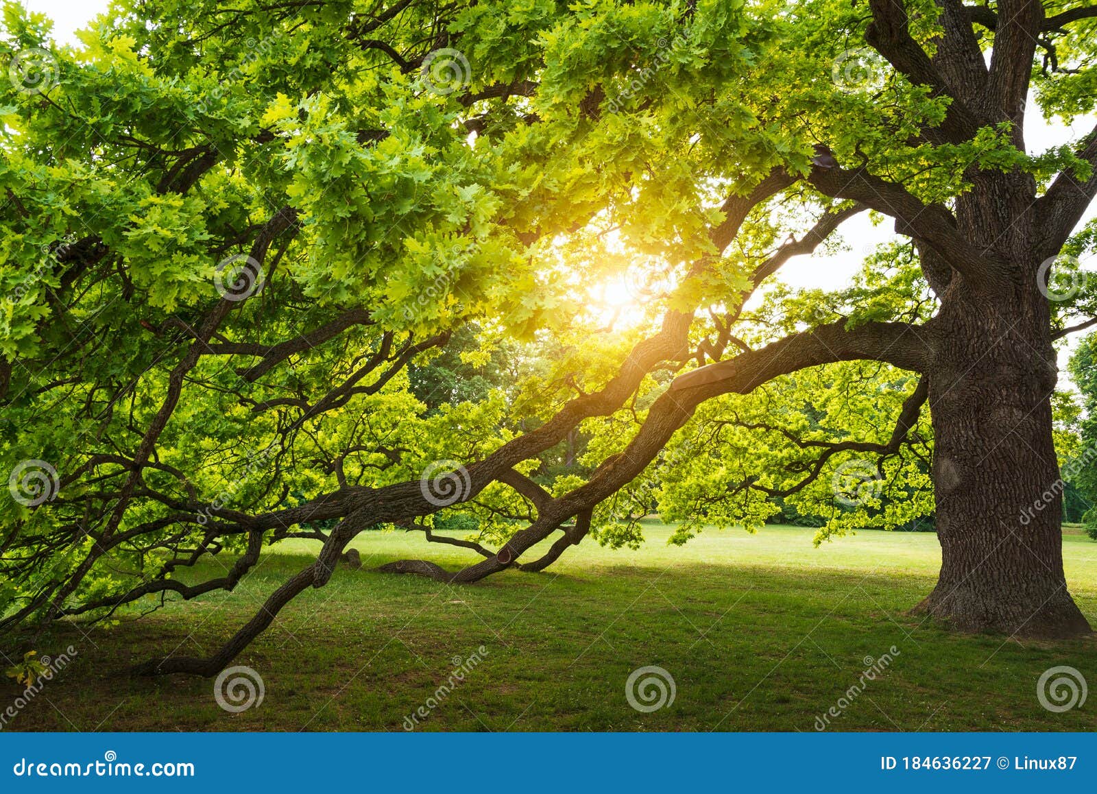 Old big tree in the park stock image. Image of life - 184636227