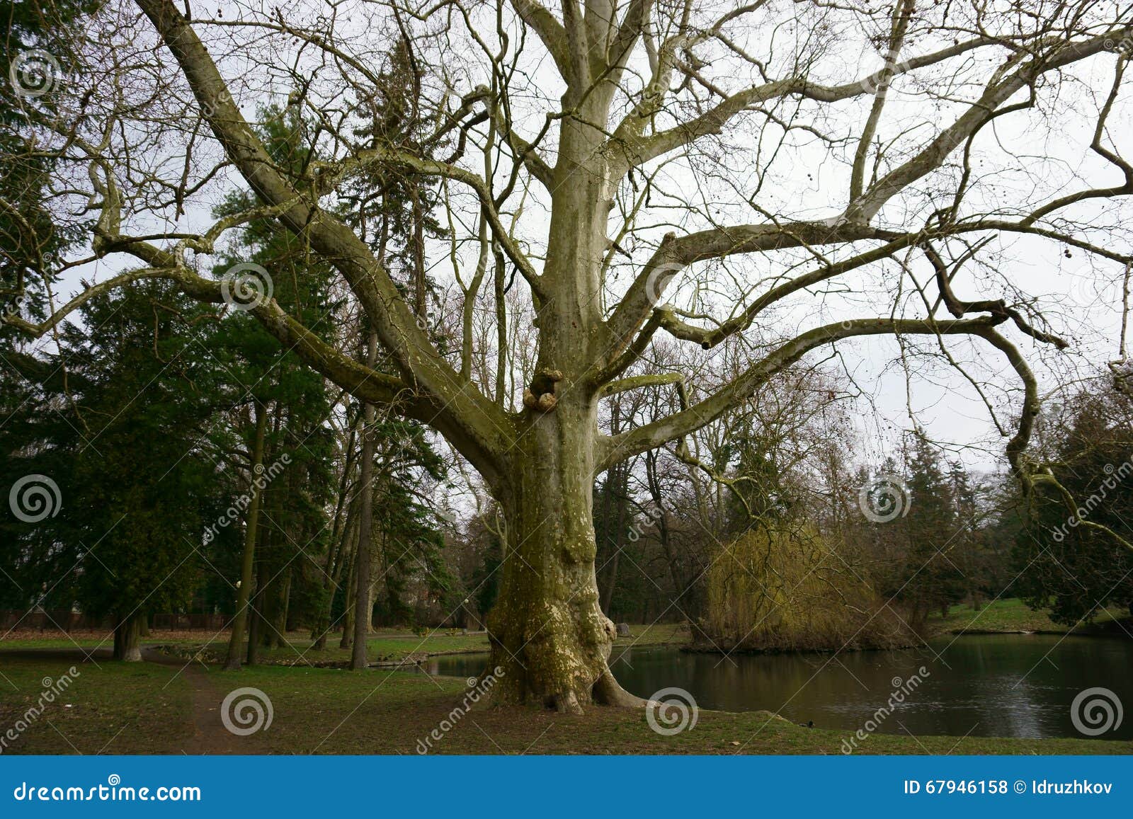 Old big tree in the park stock photo. Image of time, green - 67946158