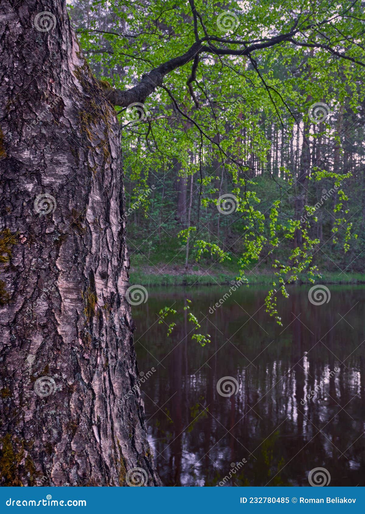 An Old Big Tree by the River in Spring. Stock Image - Image of spring ...