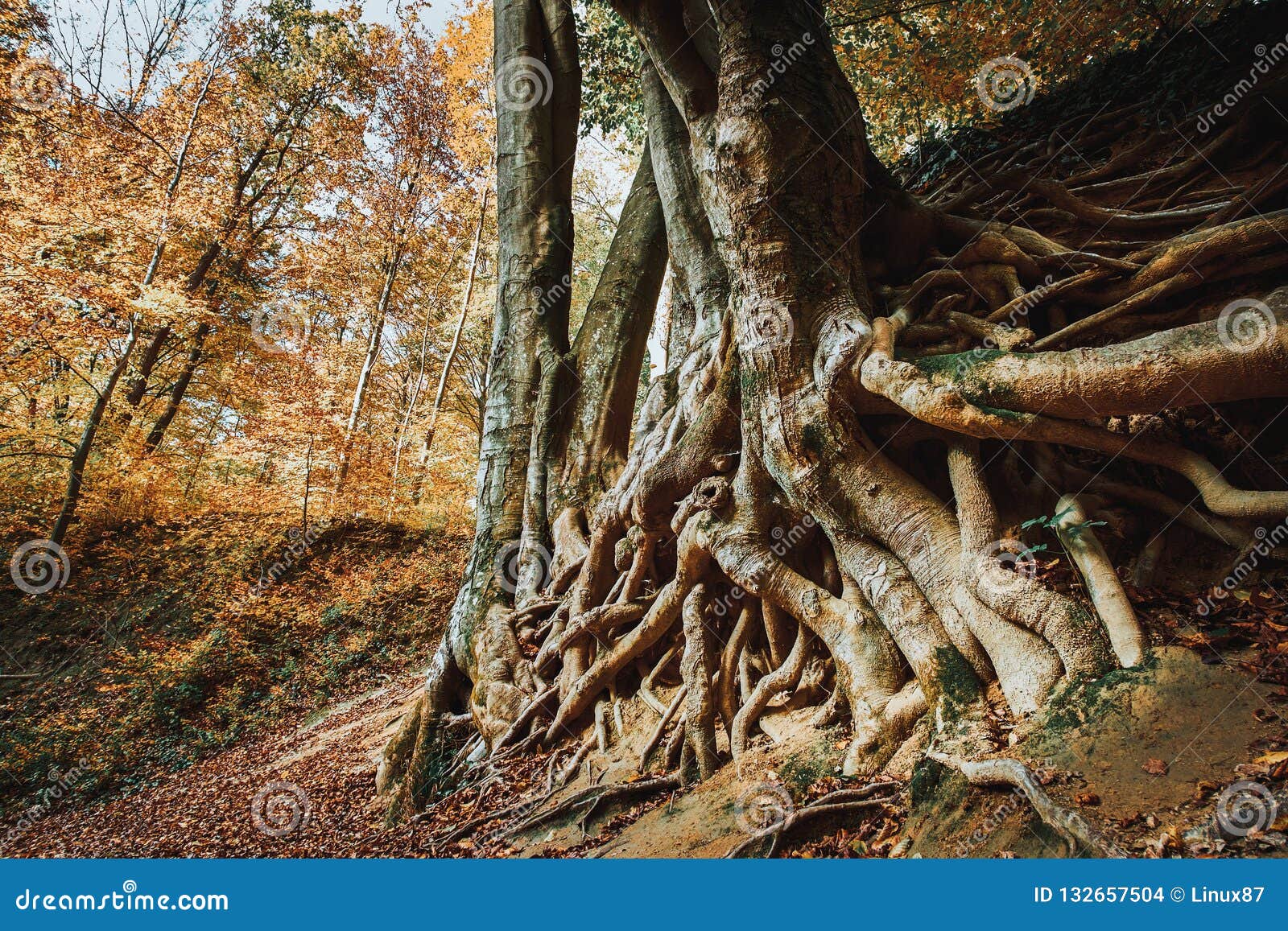 Old big tree roots stock photo. Image of reach, botanic - 132657504