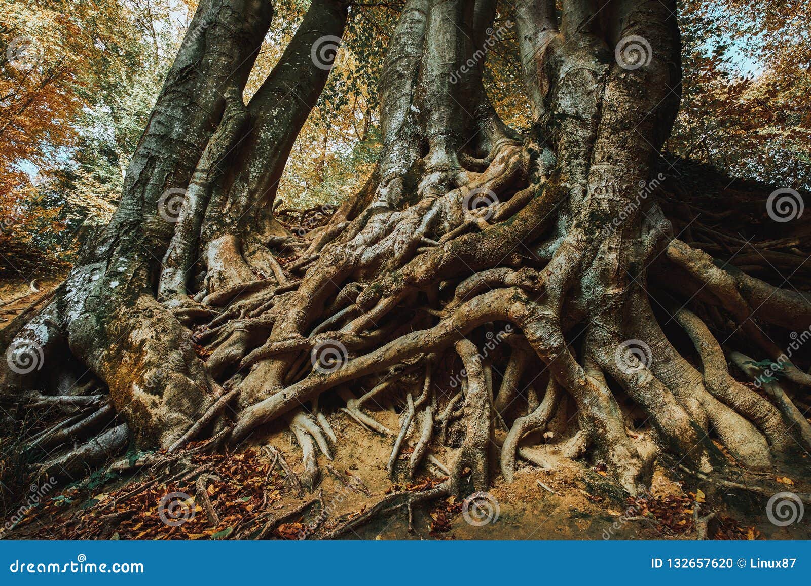 Old big tree roots stock photo. Image of environment - 132657620