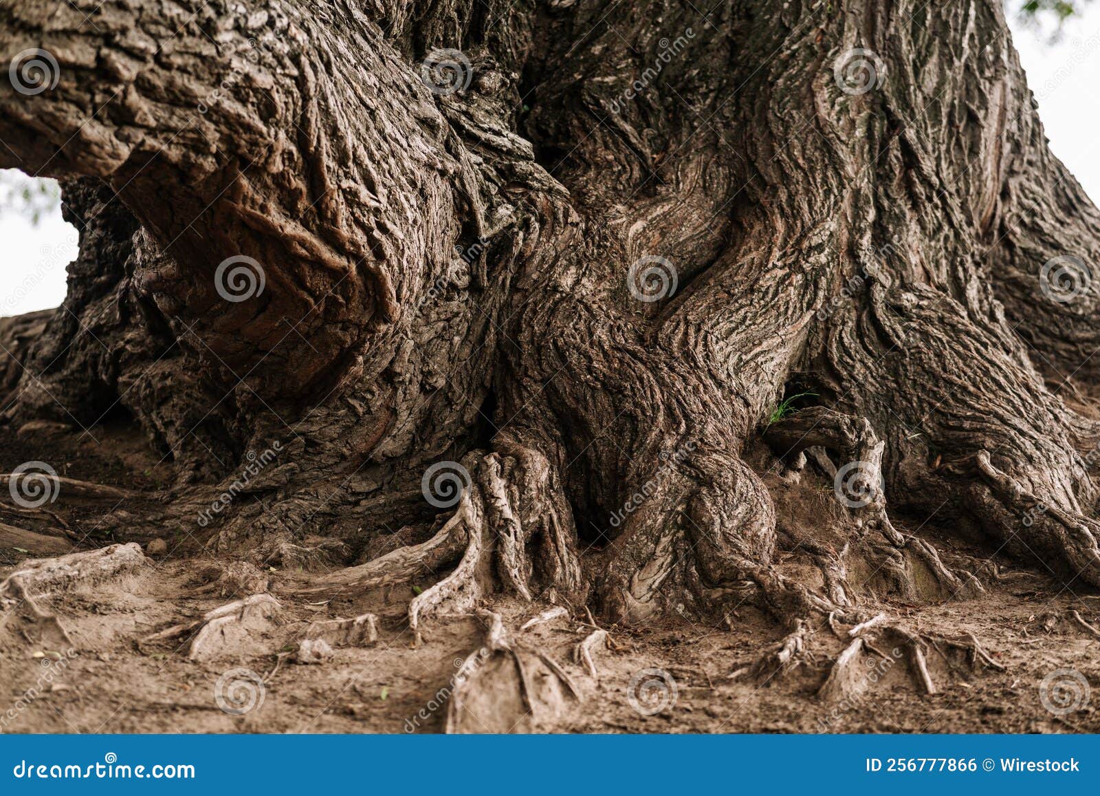 Old Big Tree with Roots on the Ground Stock Photo - Image of forest ...