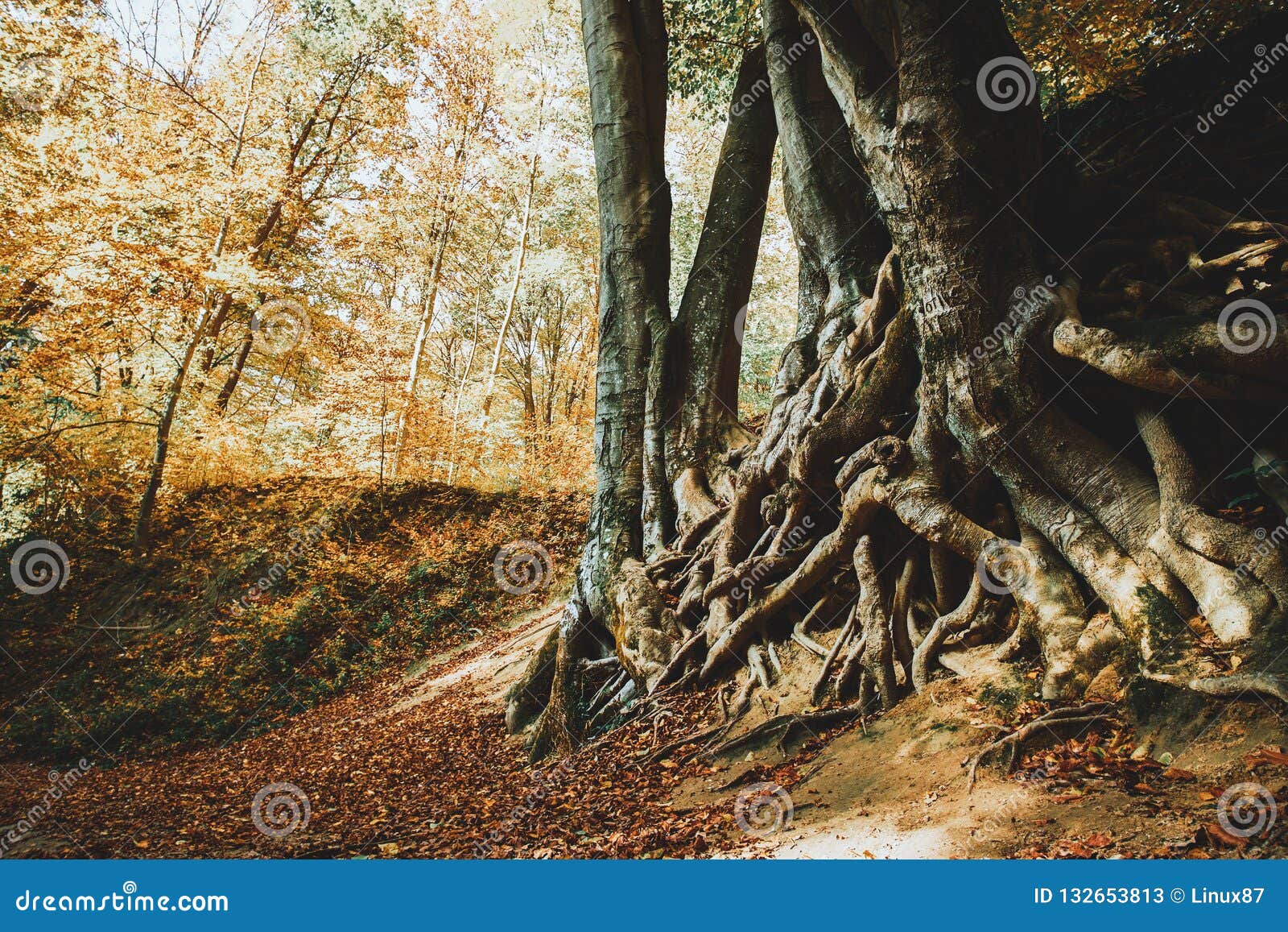 Old big tree roots stock image. Image of branch, seasonal - 132653813