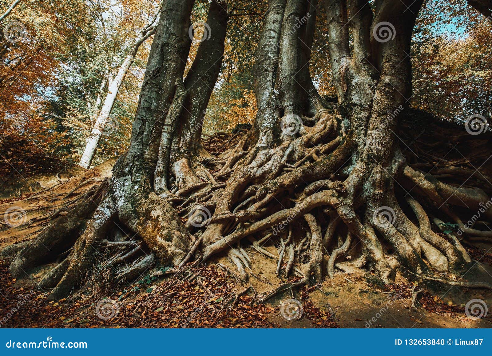 Old big tree roots stock photo. Image of roots, large - 132653840