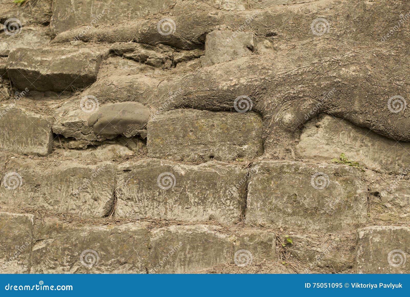 Old Big Tree Roots on the Rocks Stock Image - Image of beautiful, grass ...