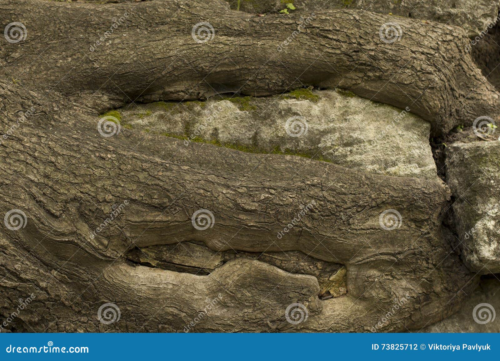 Old Big Tree Roots on the Rocks Stock Photo - Image of fresh, season ...