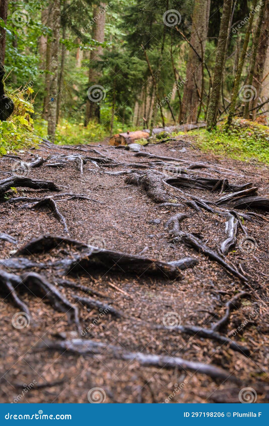 Old Big Tree Roots Seen on the Earth, on the Surface Stock Photo ...