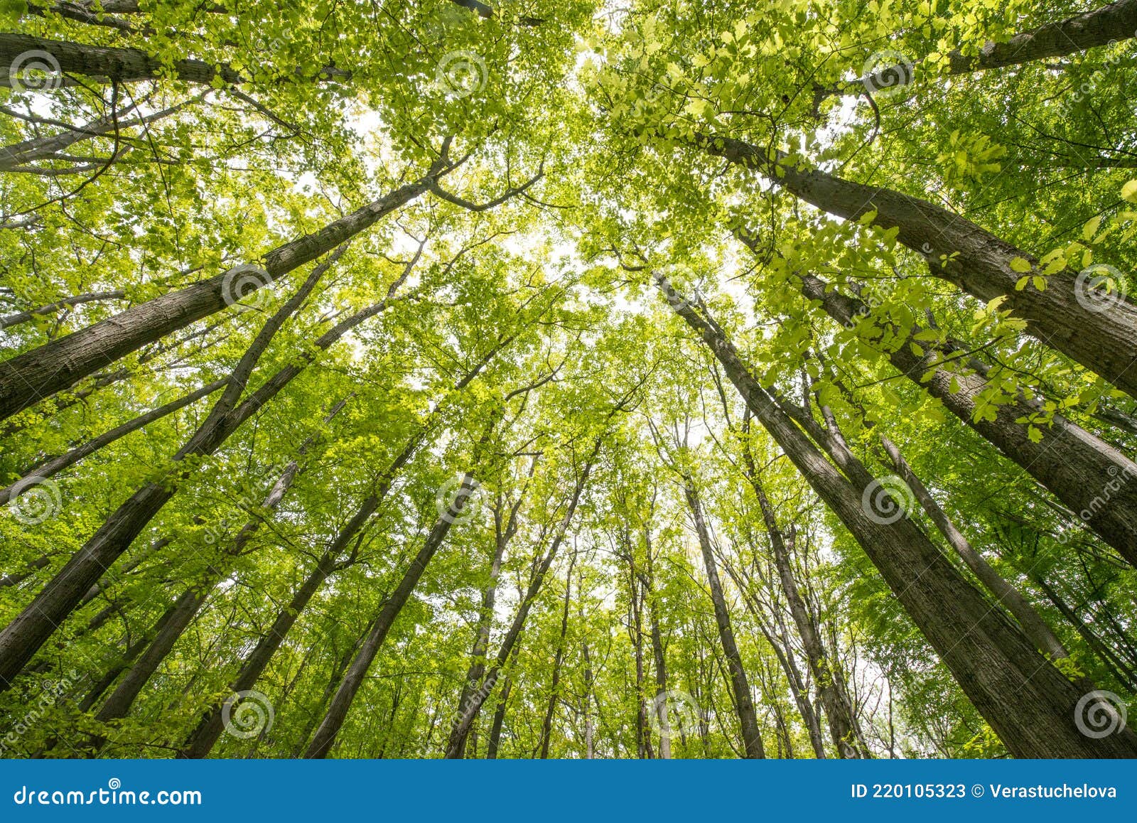 Old Big Trees with Spring Leaves Stock Image - Image of leaves, outdoor ...