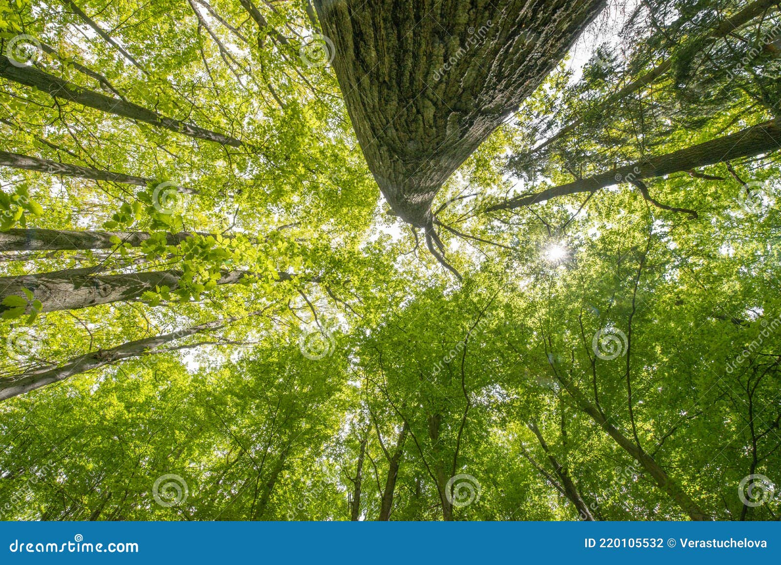 Old Big Trees with Spring Leaves Stock Photo - Image of outside ...