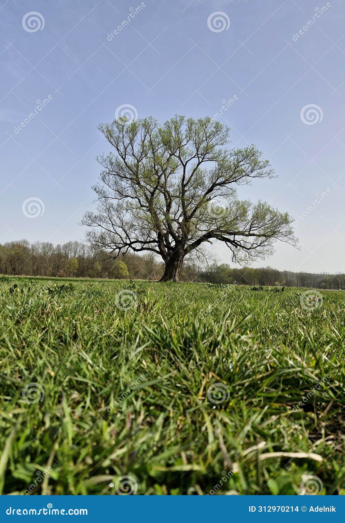 An Old Big Tree Standing Alone in a Field Stock Photo - Image of tree ...