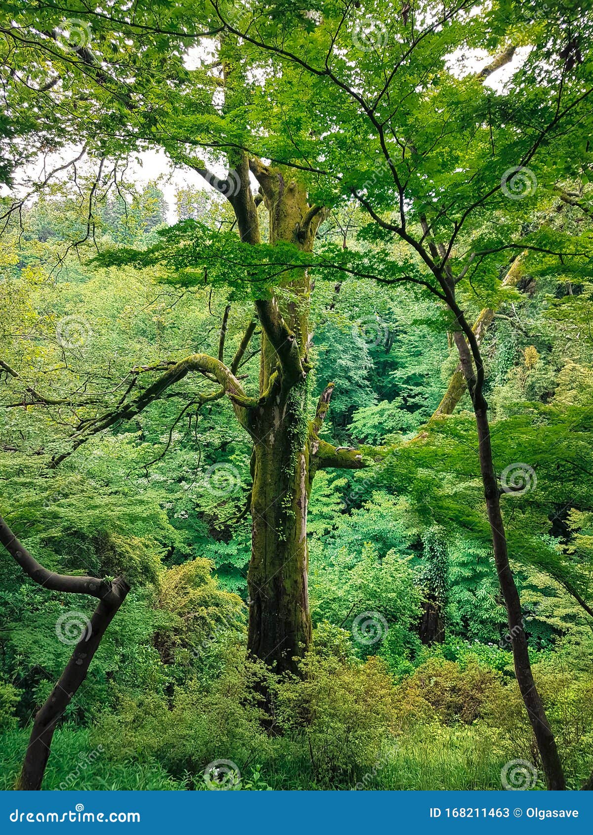 A Summer Deciduous Forest Royalty-Free Stock Photo | CartoonDealer.com ...
