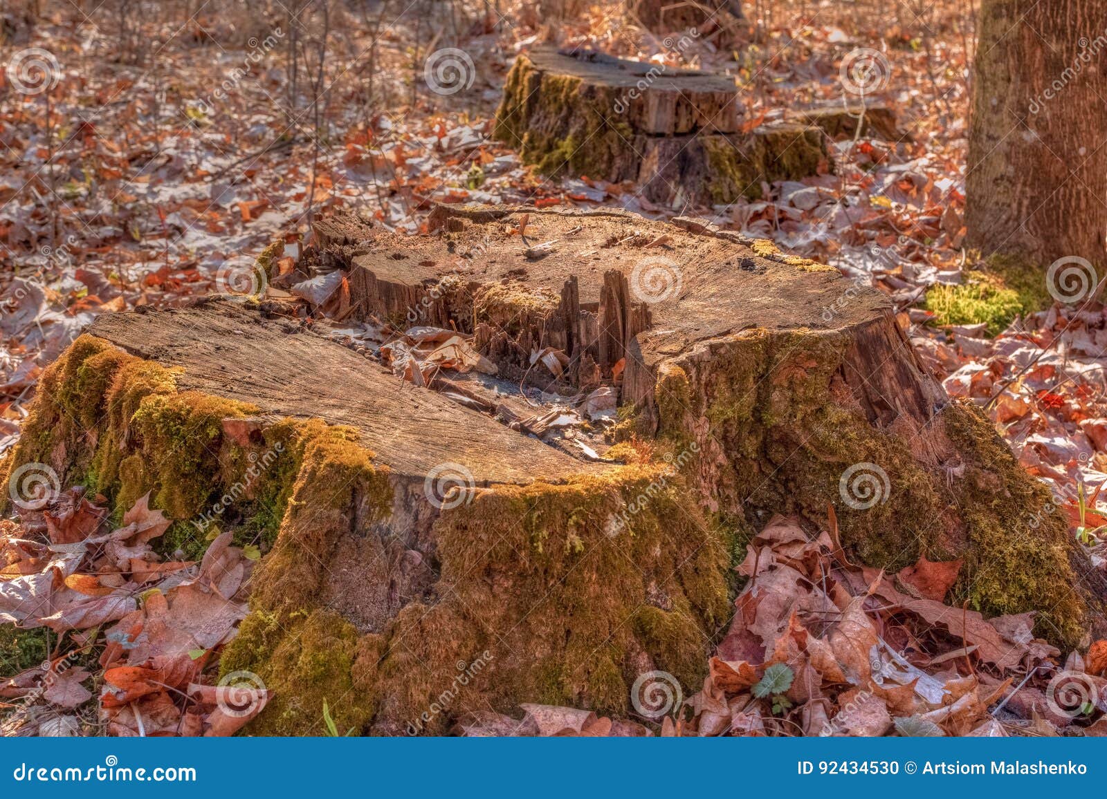 Old Big Tree Stump in the Autumn Forest Stock Photo - Image of autumn ...