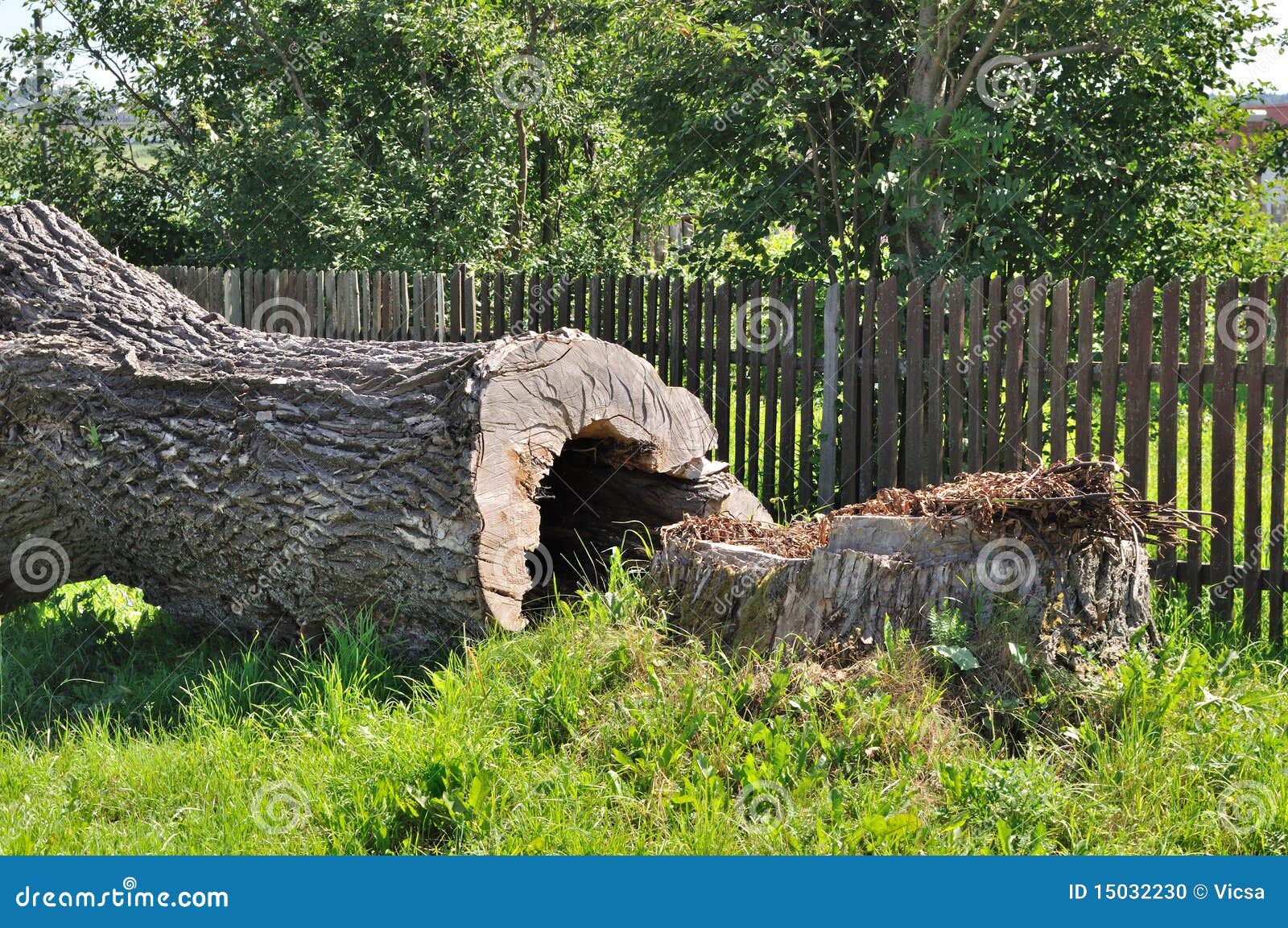 Old big tree trunk stock photo. Image of outdoor, botanical - 15032230