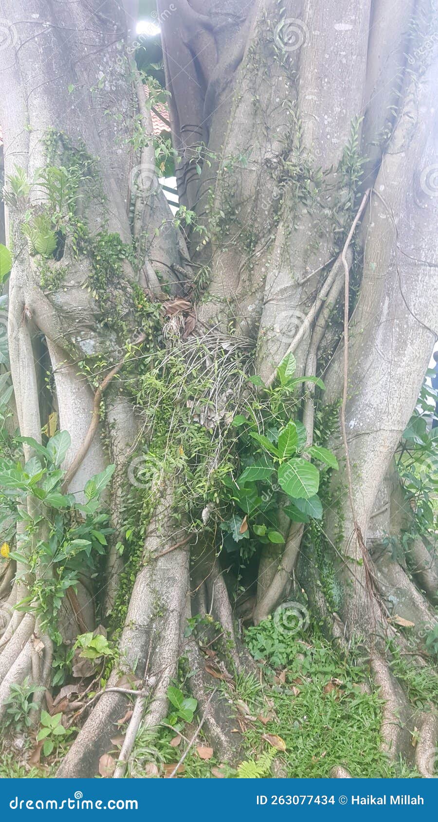 Old Big Trees Root Wallpaper Background Stock Photo - Image of woodland ...