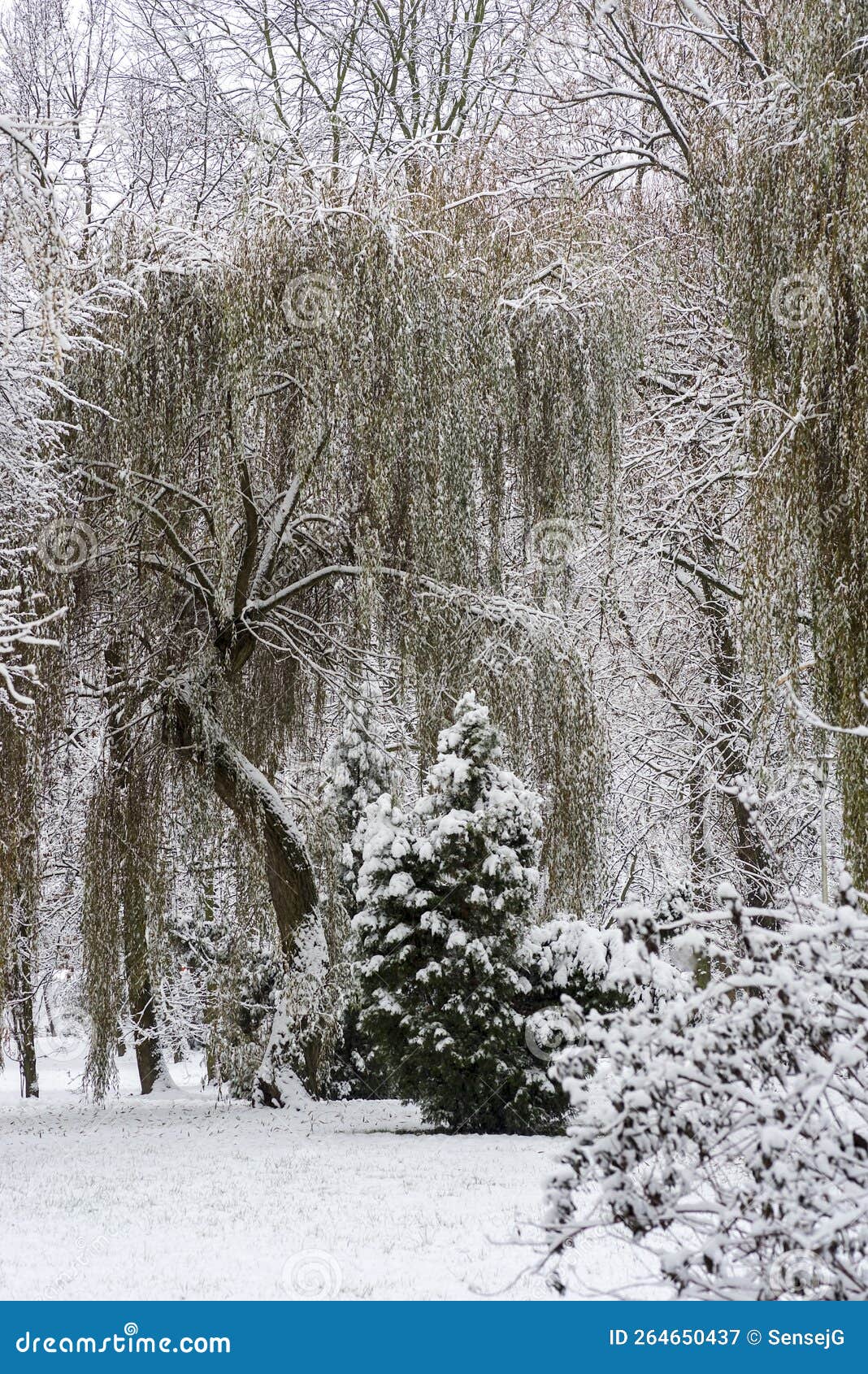 Old and Big Trees Under the Snow. Stock Image - Image of woodland ...
