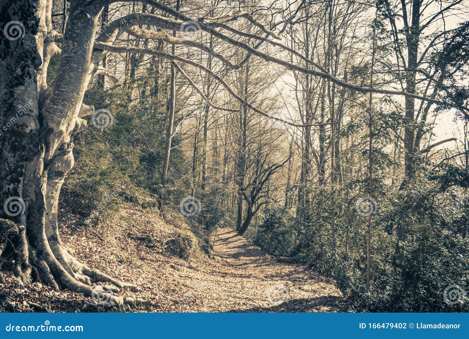 The Old Big White Tree in the Path Stock Photo - Image of winter, path ...