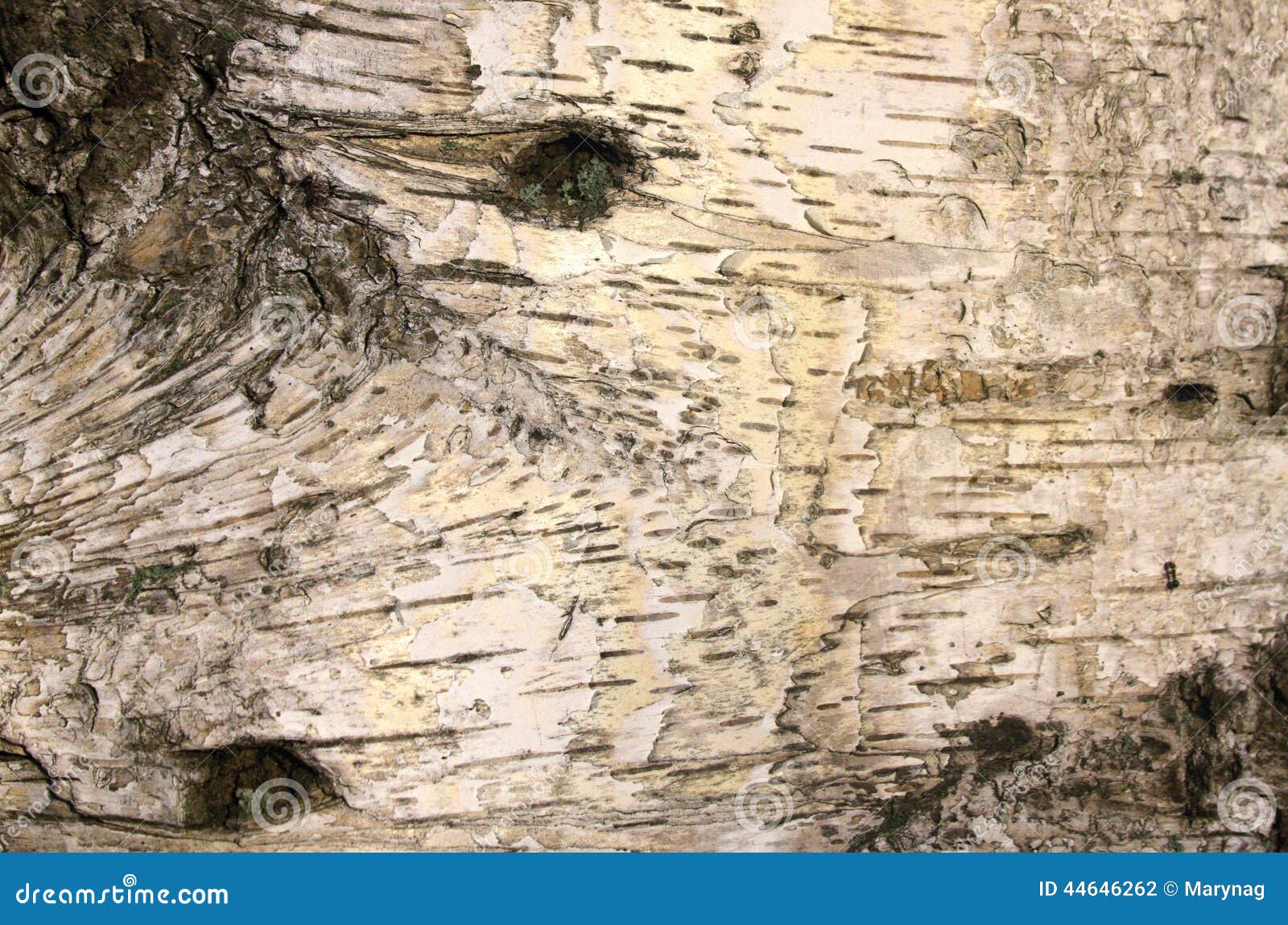 Old Birch stock photo. Image of white, bark, barck, surface - 44646262