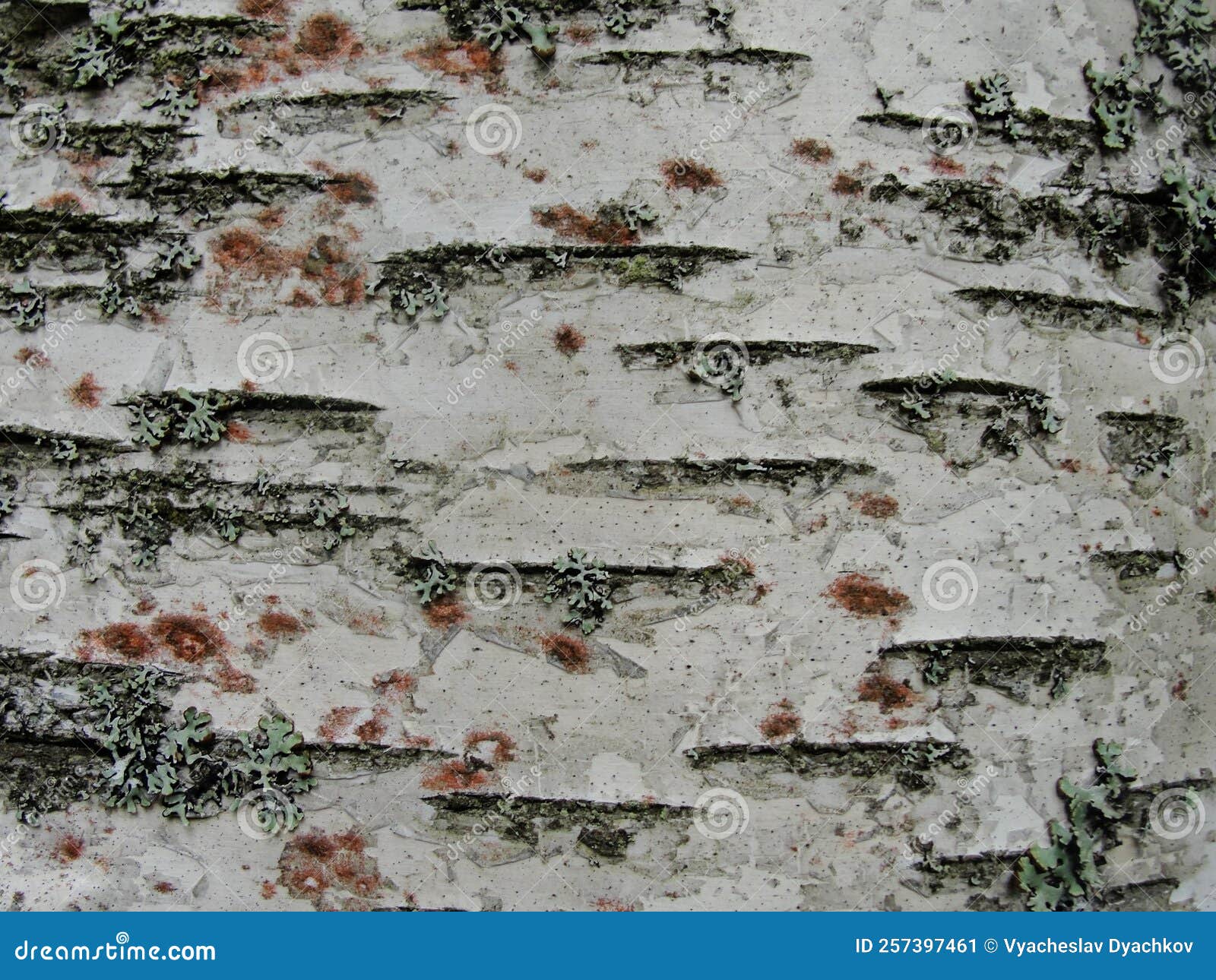 Old Birch Bark and Moss on a Tree Trunk in the Forest. Background ...